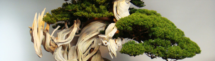 INICIO - :::CHILEBONSAI:::