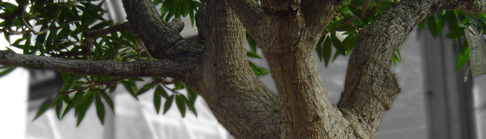 INICIO - :::CHILEBONSAI:::
