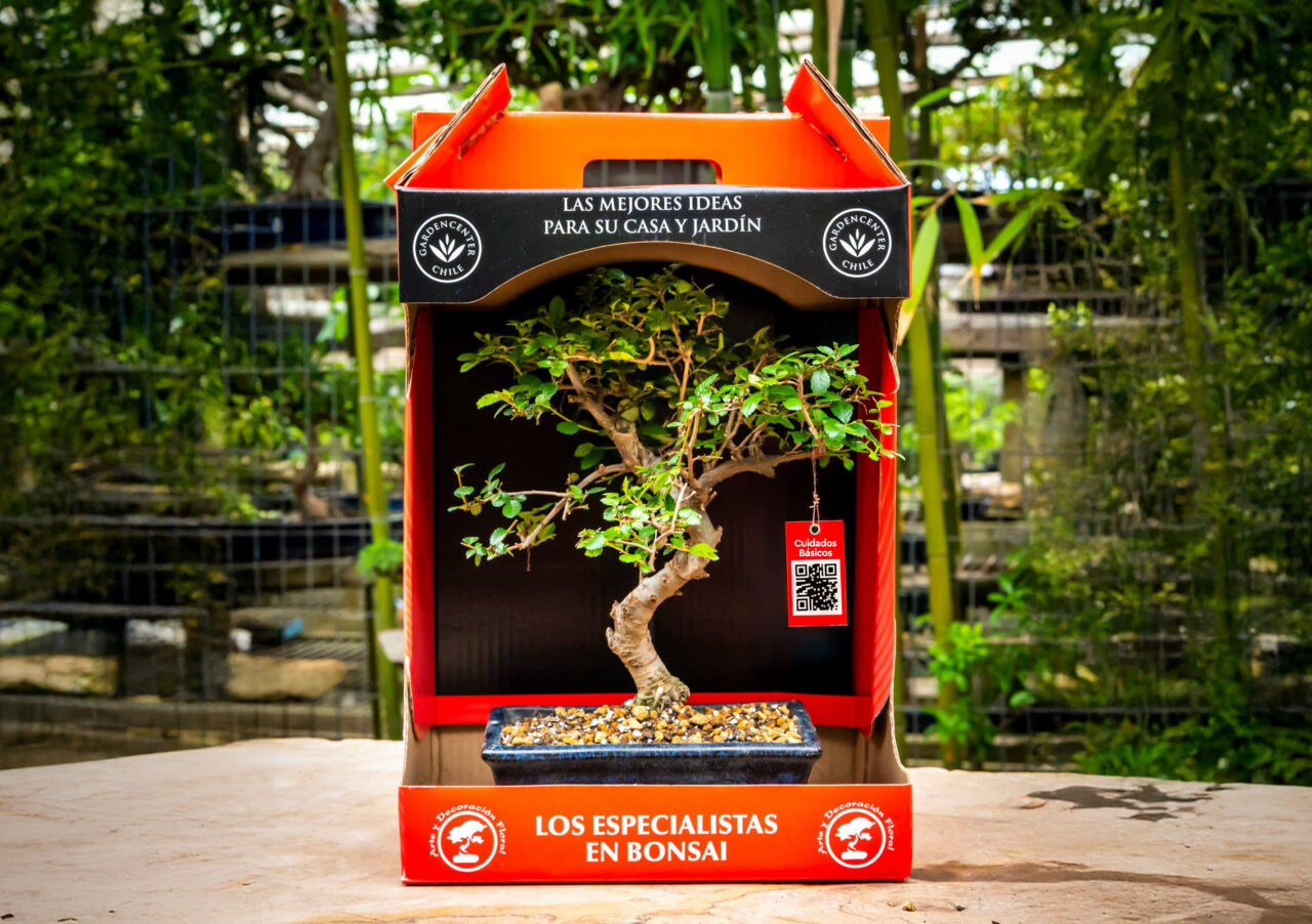 Cuidados básicos bonsai - :::CHILEBONSAI:::